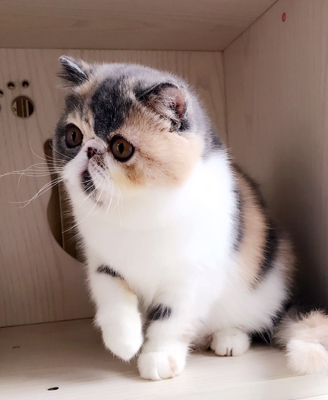 异国加菲猫加菲猫加菲猫2大山谷图库