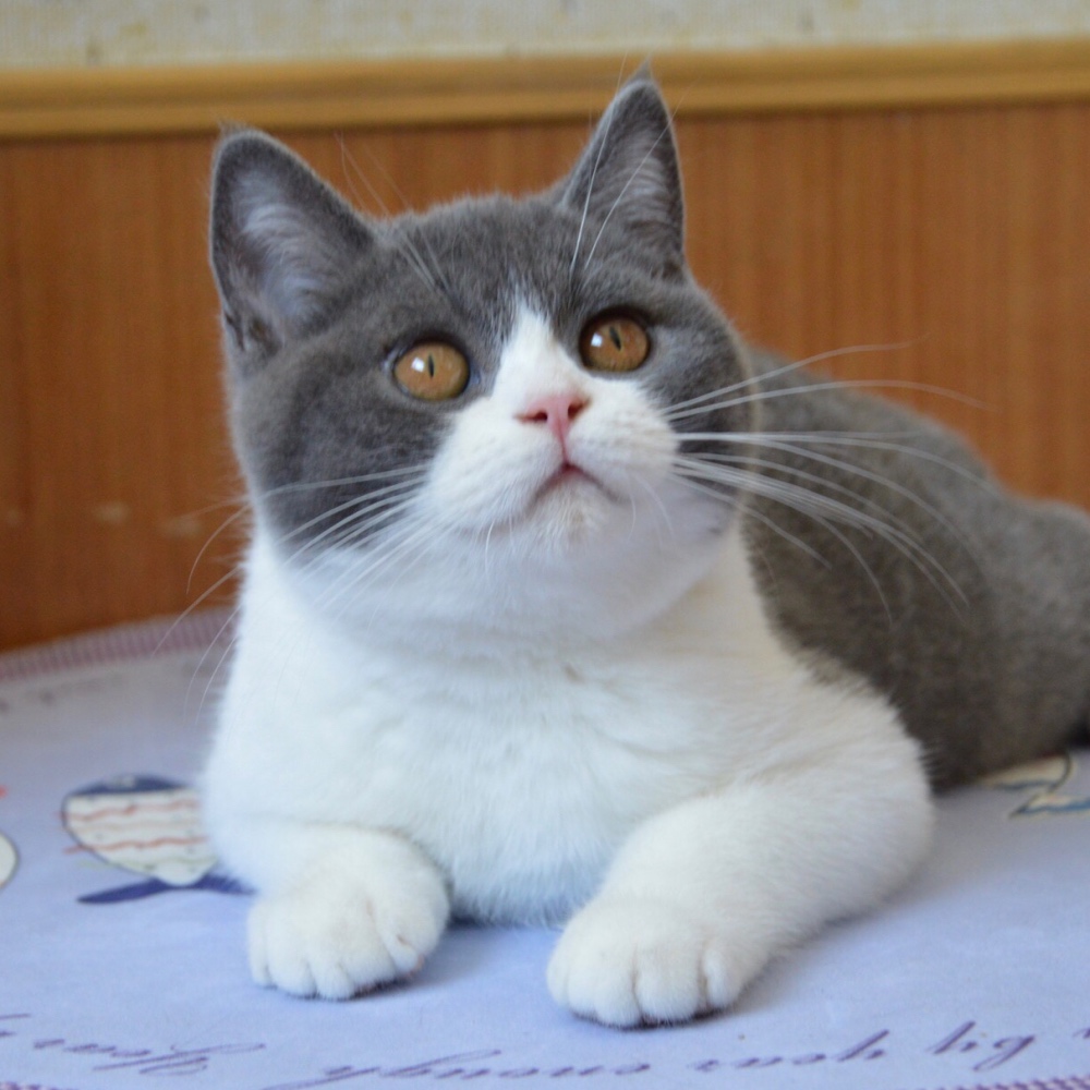 英国蓝短小猫美短蓝白和英短蓝白美短蓝猫大山谷图库