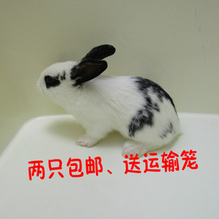 熊猫兔图片品种,长大后,眼睛(第9页)_大山谷图库