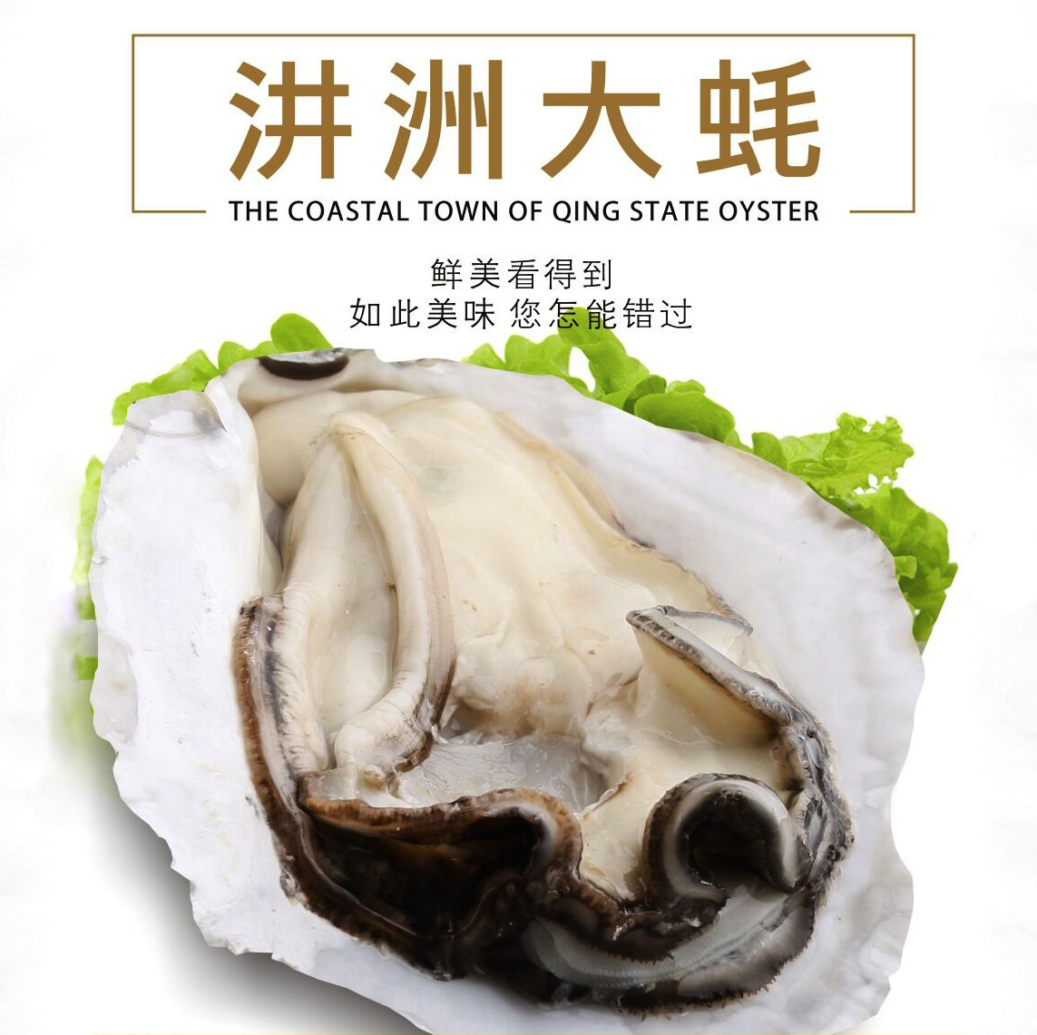带壳的海货图片,海边海货图片大片,各种海货图片_文秘苑图库